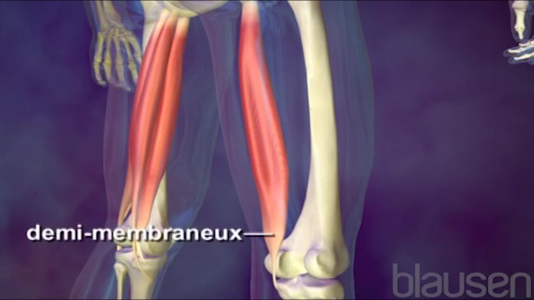 Elongation du muscle ischio-jambier - HUG